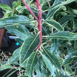 Spring Frost Variegated Madrone - 🌿 Hydrate Your Skin with Australian ...